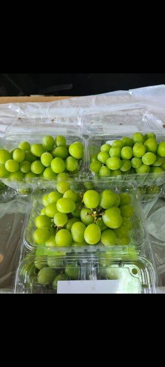 ANGGUR MUSCAT SULTAN ANGGUR HIJAU SEGAR PER PACK | Lazada Indonesia
