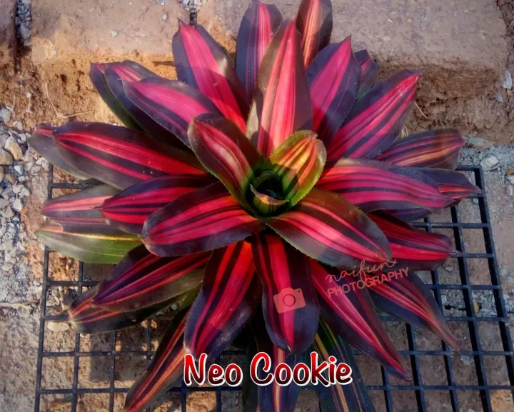 สับปะรดสี นีโอ คุ๊กกี้/ Neo Cookie/สับปะรดสีด่าง/ สับปะรดสีสด/ สับปะรด ...