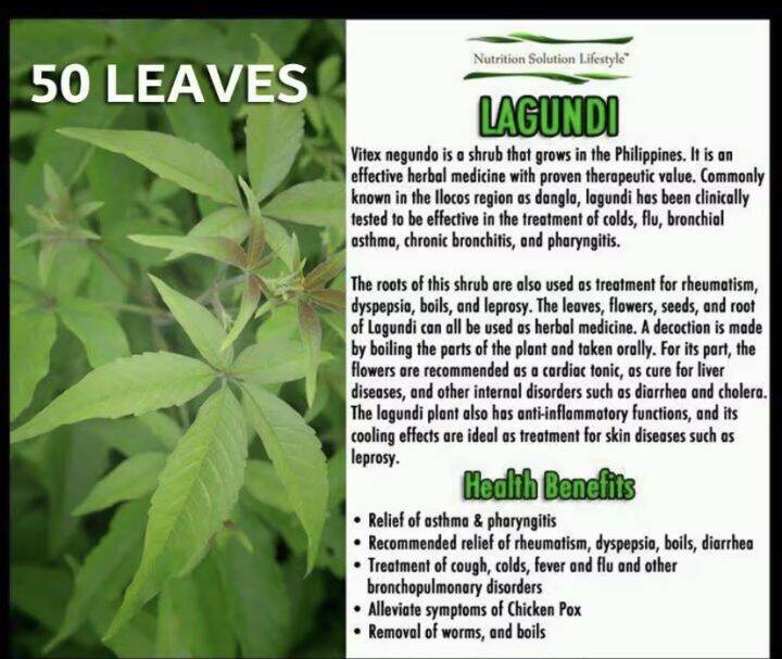 100 Pieces Lagundi Leaves | Lazada PH