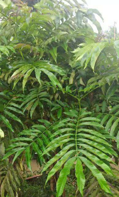 Daun Sungkai Segar Daun Sungkai segar Baru dipetik neto 500Gram ...