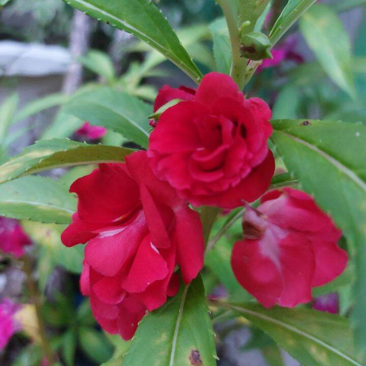 binhi pantanim red rose flower kamantigi 10 seeds balsam | Lazada PH