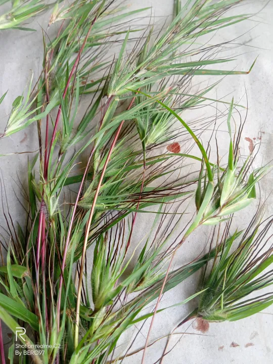 Rumput merakan atau rumput bujang per 500 gram | Lazada Indonesia