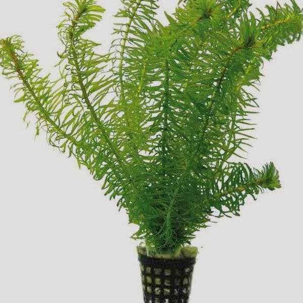 HYDRILLA VERTICILATA AQUATIC PLANT [BUY 5 FREE 1] | Lazada