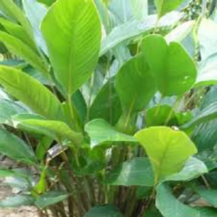 Daun Lerek untuk lemang. / 15 helai | Lazada