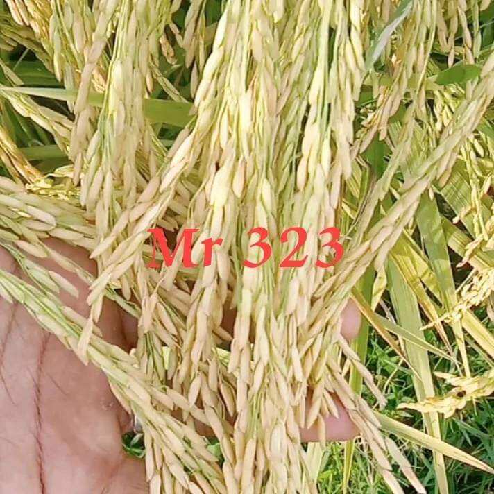 Benih padi MR 323 kemasan 1kg | Lazada Indonesia