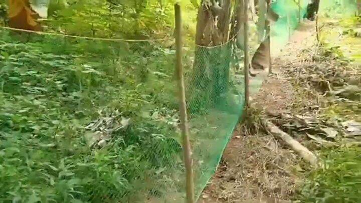 20M/50M/100M Chicken Net Fence Green Net Free Range Chicken Net 100 ...