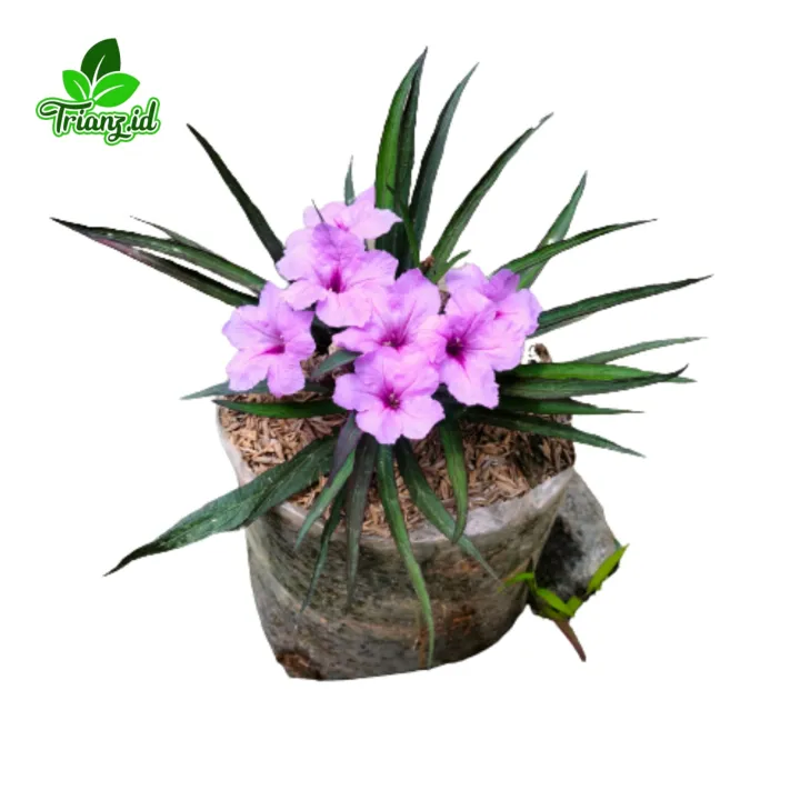 bunga rawelia pink tanaman hidup | Lazada Indonesia