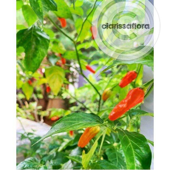 PROMO!! Tanaman cabai rawit domba - pohon cabai rawit domba - cabe ...