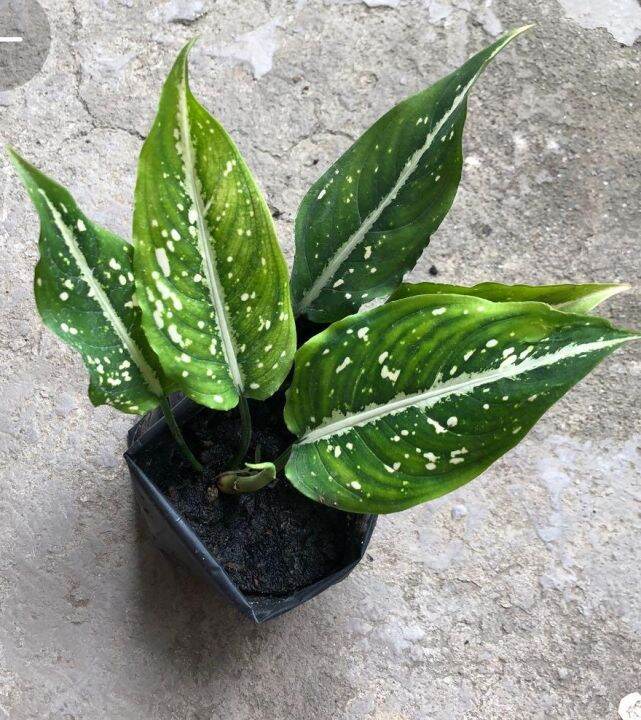 Aglaonema Costatum/fish eye plant | Lazada PH