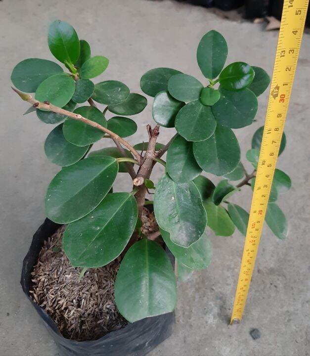 Ficus Nana Actual Photo | Lazada PH