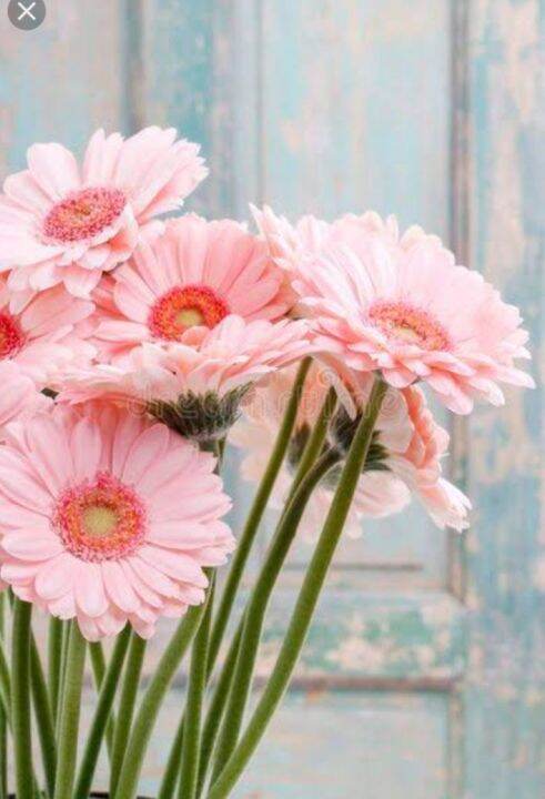 bunga garbera ping | Lazada Indonesia