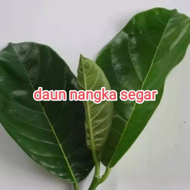 daun nangka segar 15lembar/daun nangka kuning | Lazada Indonesia