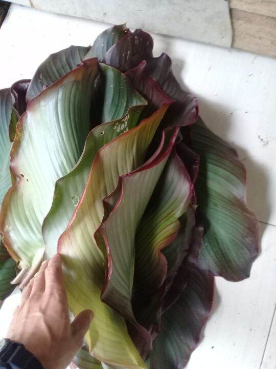 Daun Umbi ganyol merah segar 1KG | Lazada Indonesia