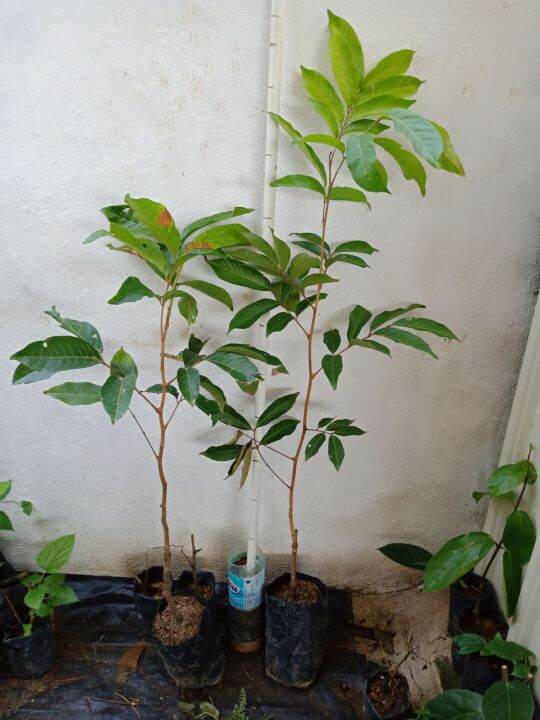 anak pokok rambutan jarum mas | Lazada