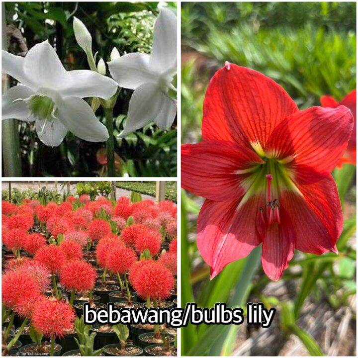 Bebawang / bulb pokok bunga amazon lily, fireball lily, amaryllis ...