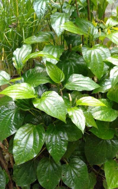 Tanaman daun karuk obat batuk siap tanam | Lazada Indonesia