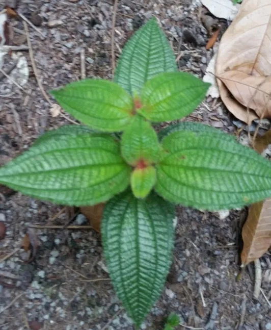 keduduk bulu ,pokok herba untuk kulit | Lazada