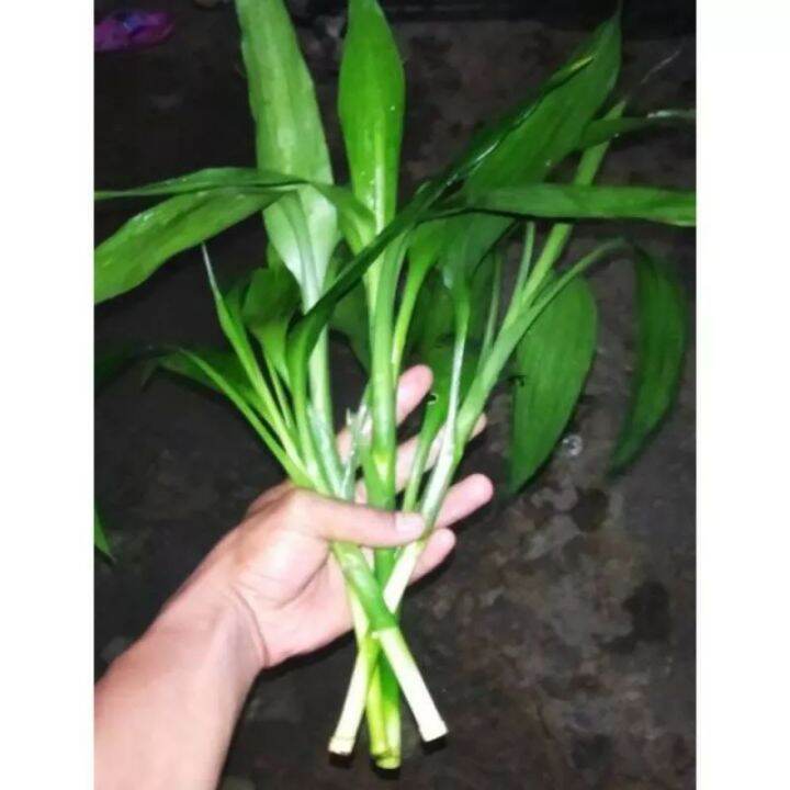 Tanaman Hias Bambu Hoki / Bambu Cina Sri Rezeki Perbatang Berdaun ...