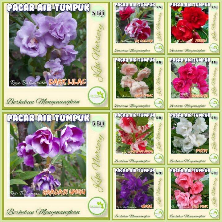 100 Biji Benih Bunga Pacar Air Tumpuk Mix 10 Warna | Lazada Indonesia