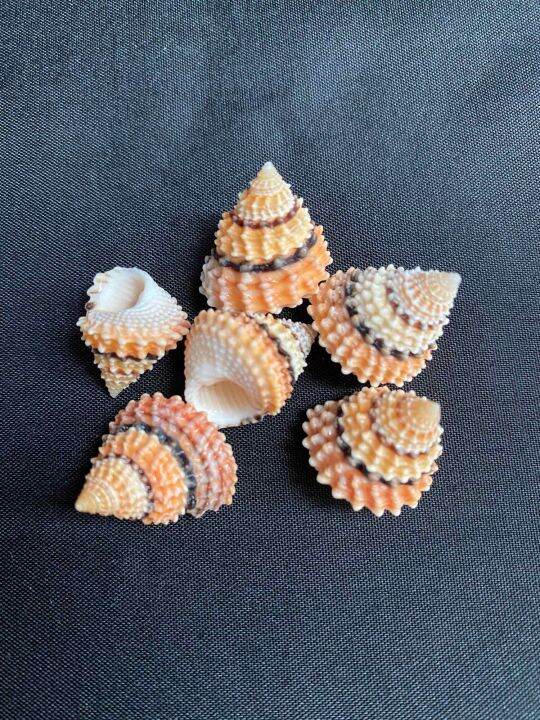 หอยสังข์หอทองขนาดเล็ก small golden Tower conch shell | Lazada.co.th