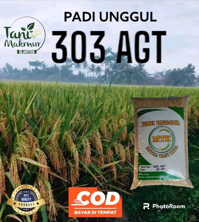 Benih padi 303 agt 5kg | Lazada Indonesia