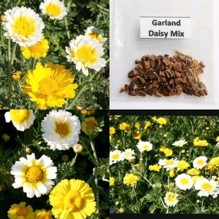 GARLAND DAISY MIX flower seeds | Lazada PH