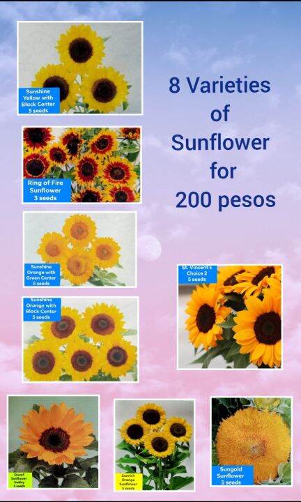 200 pesos for 8 Varieties of Sunflower | Lazada PH