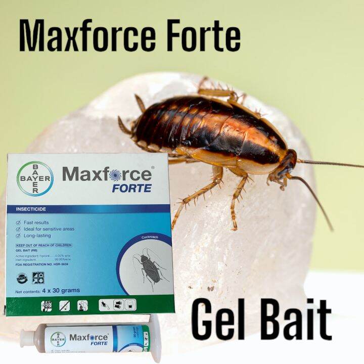 Maxforce Forte Cockroach Gel Bait 30g tube | Lazada PH