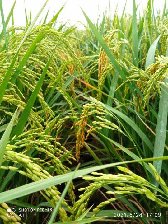 Benih Padi SR #PadiGalurSuperGenjah | Lazada Indonesia