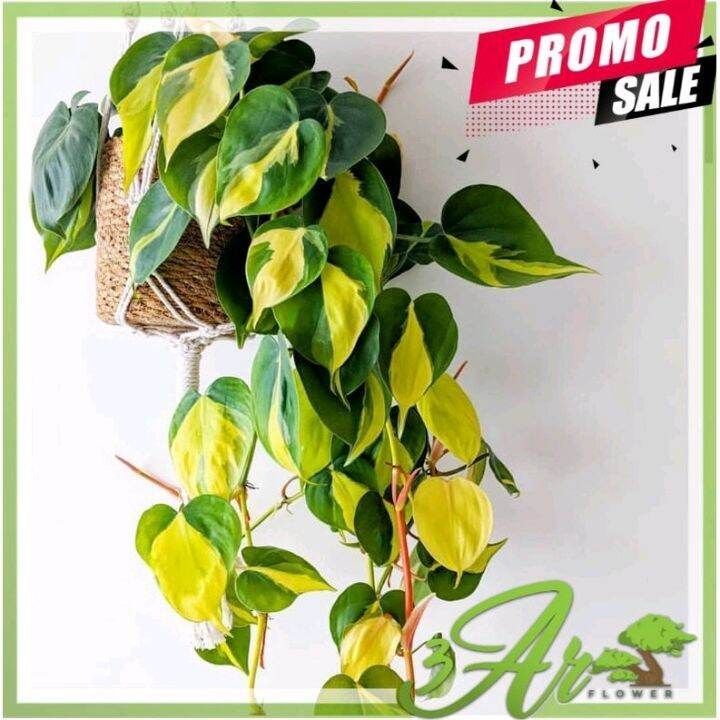 TANAMAN HIAS SIRIH BRAZIL/PHILODENDRON BRAZIL/BUNGA | Lazada Indonesia