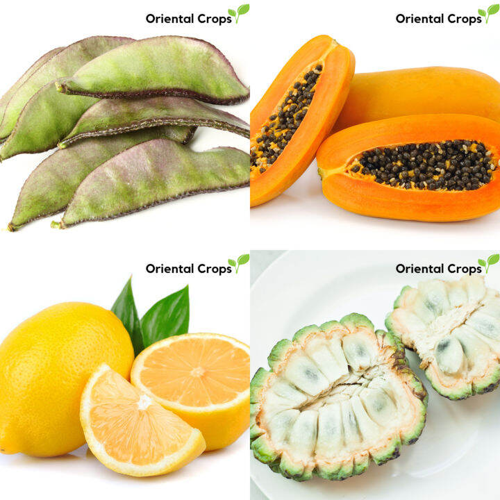 binhi pantanim seeds for planting bataw dwarf papaya lemon atis | Lazada PH