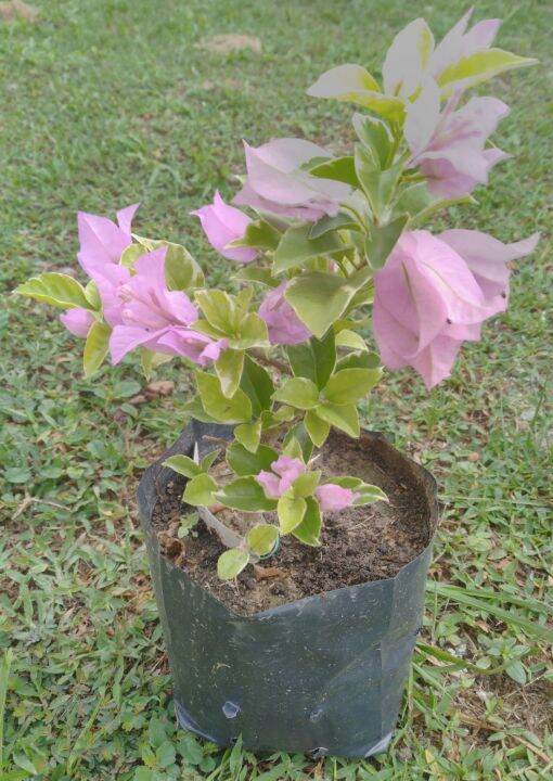 POKOK BUNGA KERTAS DAUN BATIK | Lazada