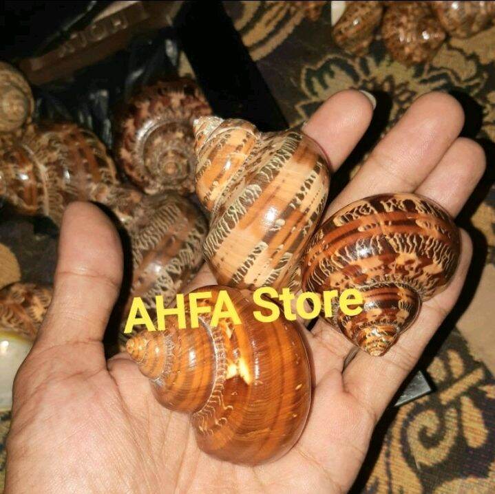 Cangkang Kerang Turbo Petholatus Untuk Rumah Kelomang | Lazada Indonesia