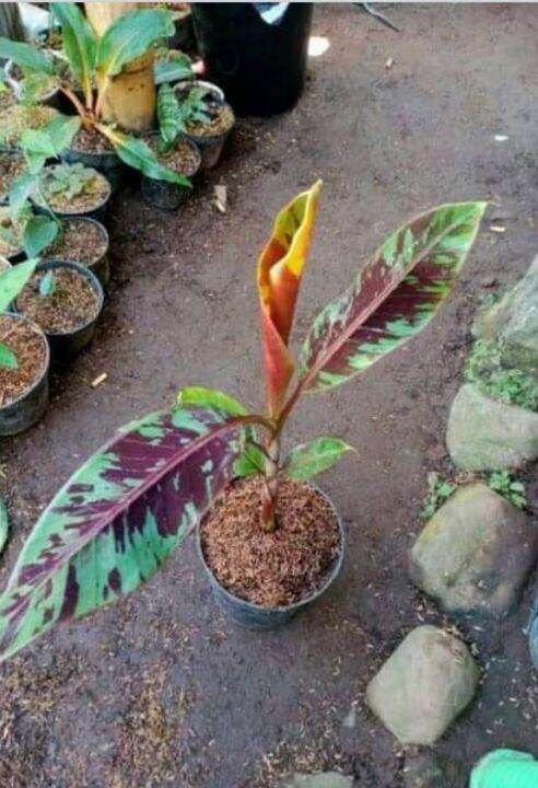 Tanaman hias Pisang Parigata Banana Blods Tanaman hias pisang corak ...