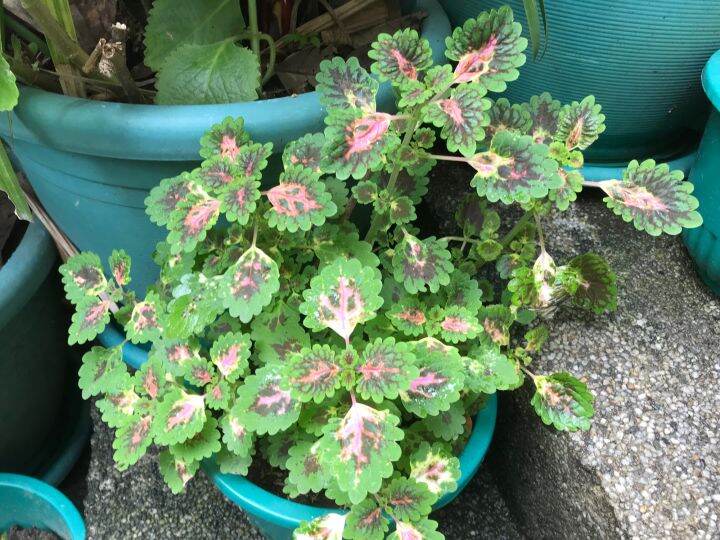 MAYANA PLANTS coleus variety (well-established roots with soil) BUY ONE ...