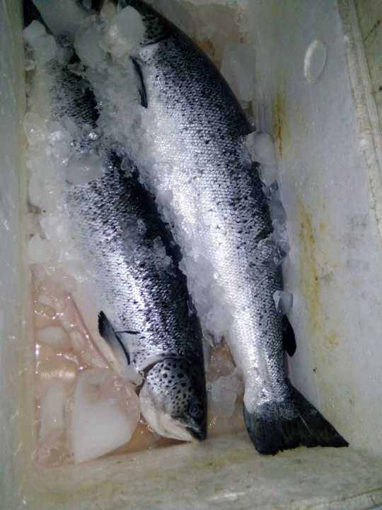 Salmon Utuh, 1 ekor 4kg/5kg | Lazada Indonesia