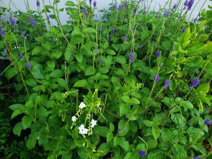 1KG DAUN PECUT KUDA HERBAL~DAUN PECUT KUDA FRESH~UNTUK RADANG ...