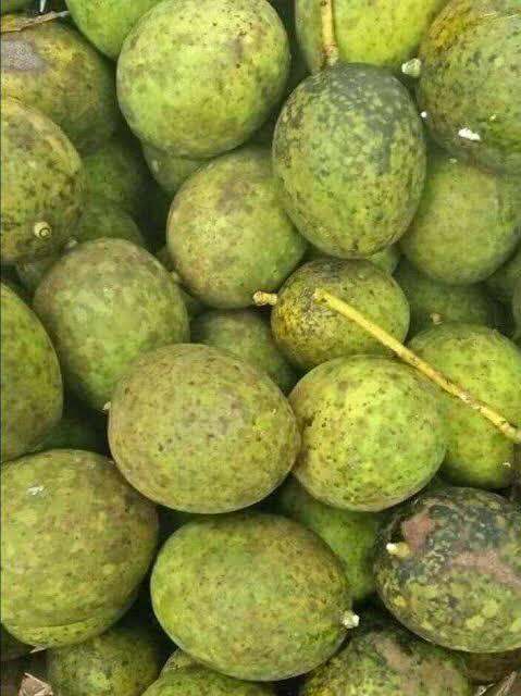 Buah bacang/pakel/limus 1kg | Lazada Indonesia