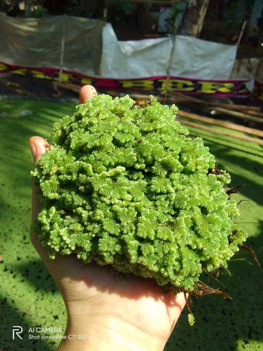 Bibit Azolla Super 1 kg full Indukan Azola Microphylla Pakan Ayam Ikan ...