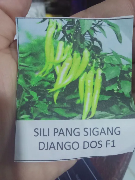 Siling Panigang | Lazada PH