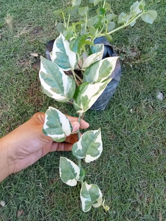 Njoy photos | Lazada PH