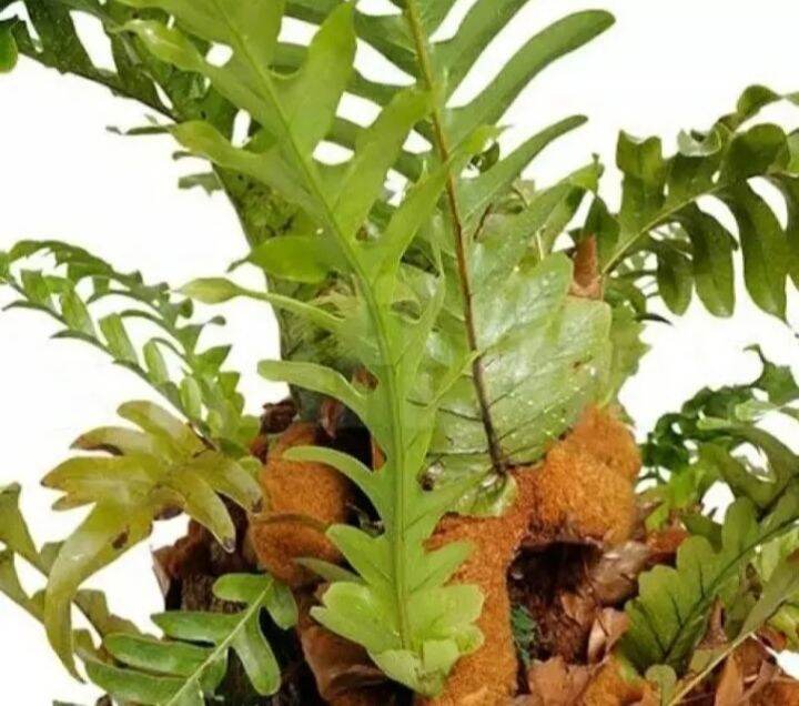 tanaman kadaka langka kadaka tanaman dingding rumah | Lazada Indonesia