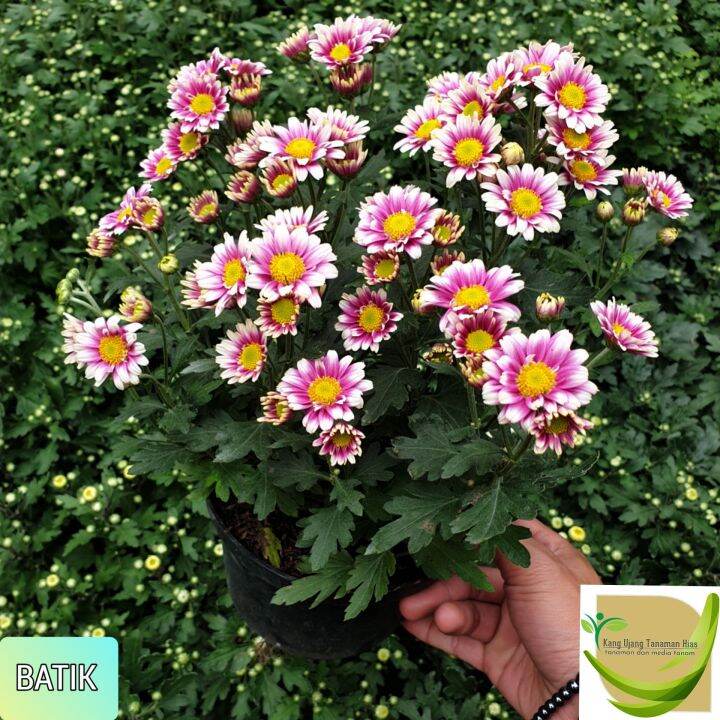 TANAMAN SERUNI KRISAN ASTER 5 POHON GRADE A KUALITAS 1 COD | Lazada ...