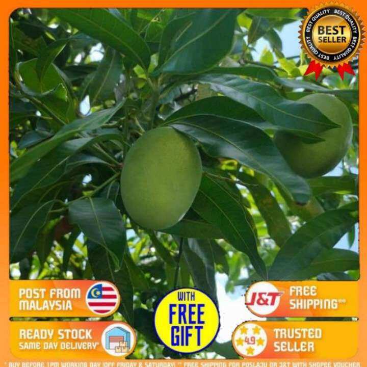 Pokok pelam harum manis hybrid siam cepat berbuah | Lazada
