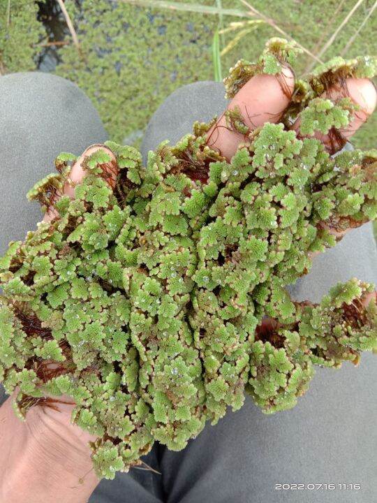 TANAMAN AIR~AZOLLA MYCROPHYLLA~TEMPAT BERTELUR IKAN~PAKAN IKAN~500 GRAM ...
