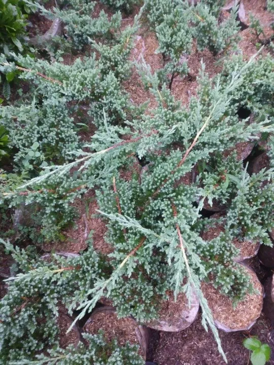 Cemara Prokumben Biru/ Juniperus Procumbens Blue | Lazada Indonesia