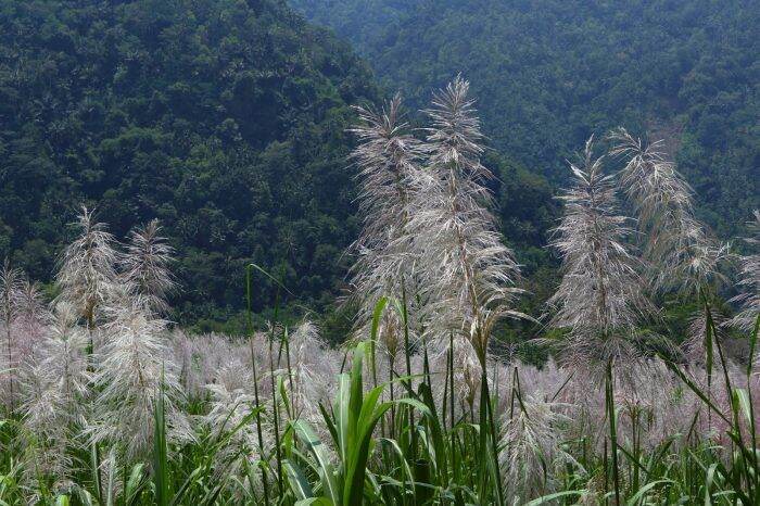 Bunga tebu gajah hiasan dinding isi 10 tangkai prikat | Lazada Indonesia