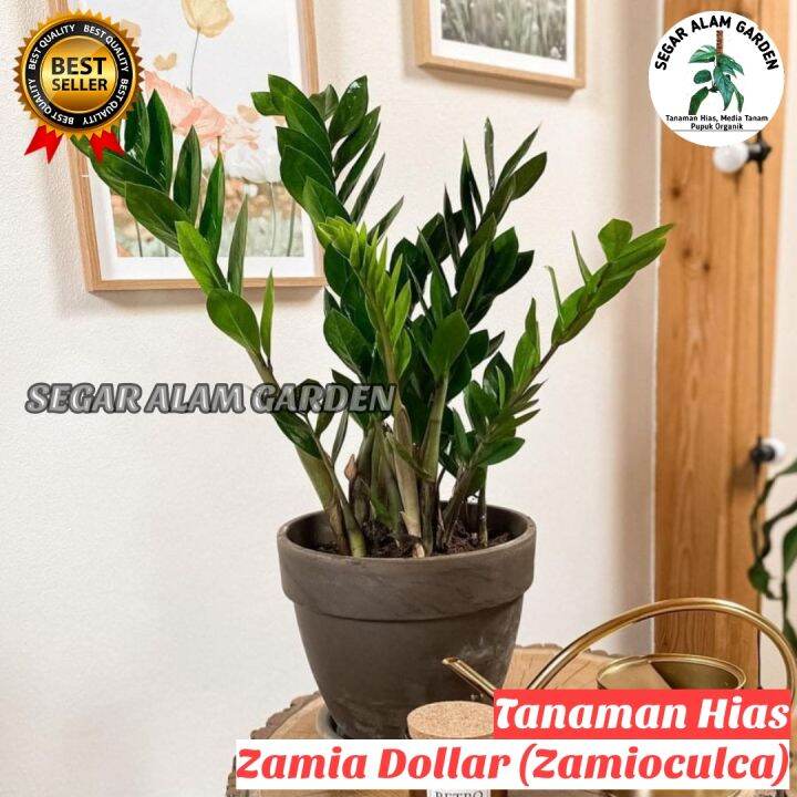 Tanaman Hias Zamia Dollar (Zamioculca) | Lazada Indonesia