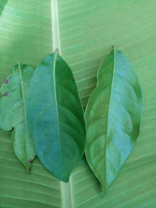 Daun salam harga per 100 lembar | Lazada Indonesia