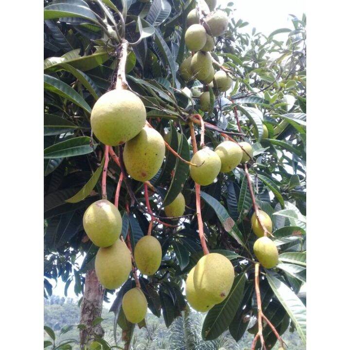 Buah Limus pakel segar 1kg | Lazada Indonesia
